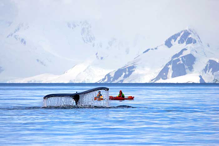 Antarctica Cruise | Antarctica Adventure Tours | Backroads